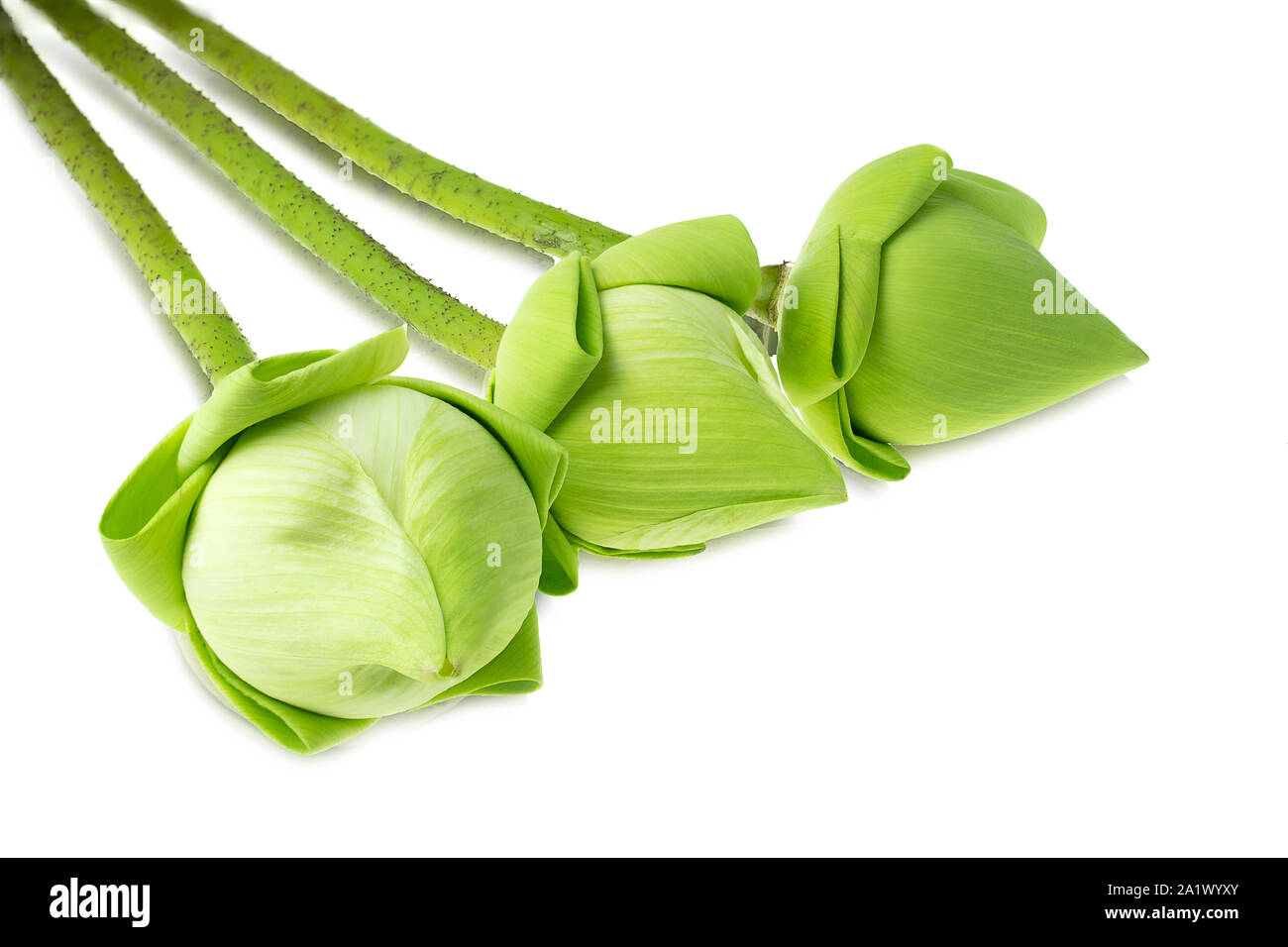 Fresh green lotus flower at white background, Scientific names are ...