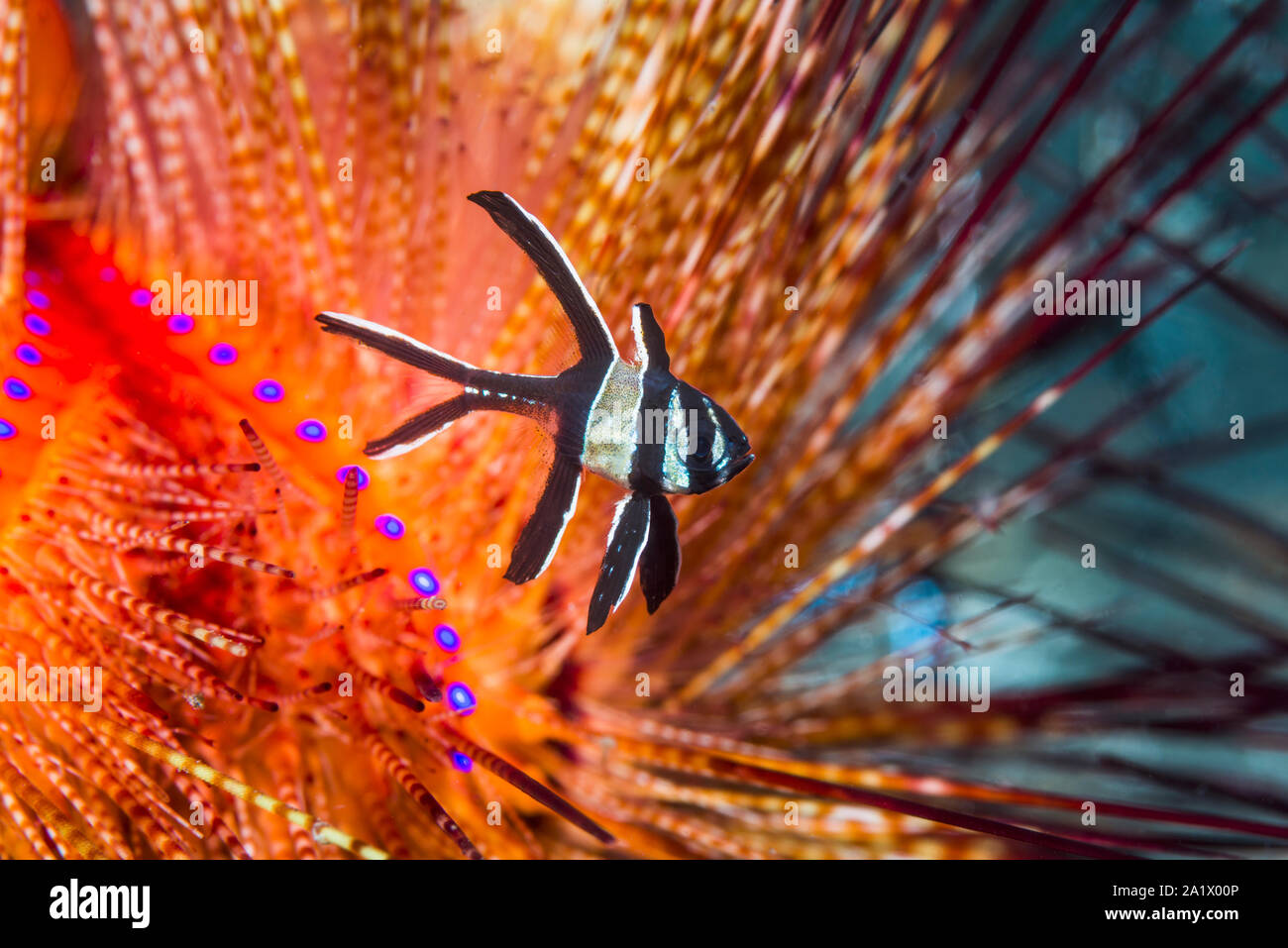 Cardinalfish hi-res stock photography and images - Alamy