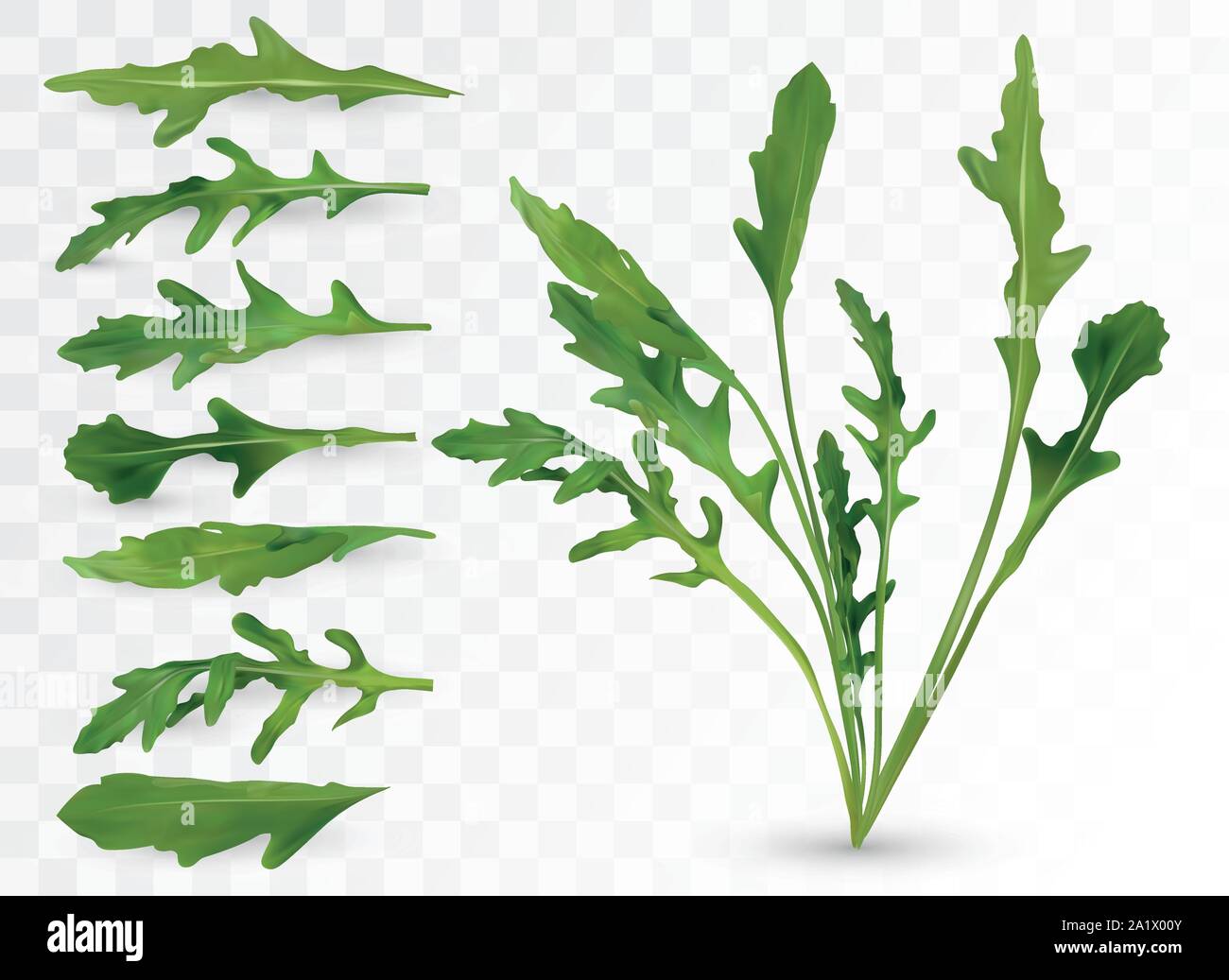 Fresh leaf arugula. Collection green leaf. Rocket salad isolated on ...