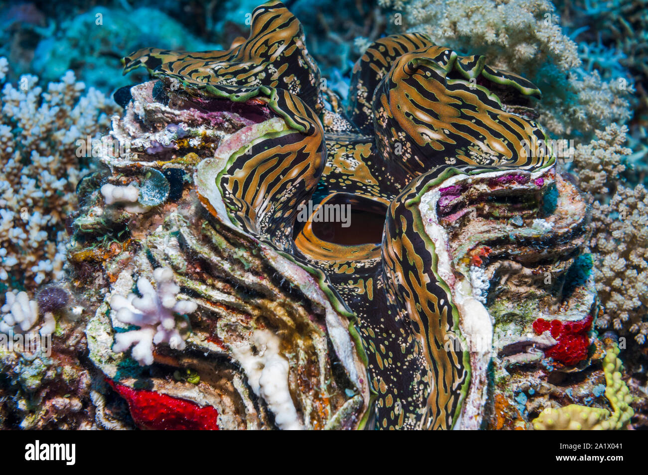 Mantle of giant clam hi-res stock photography and images - Alamy