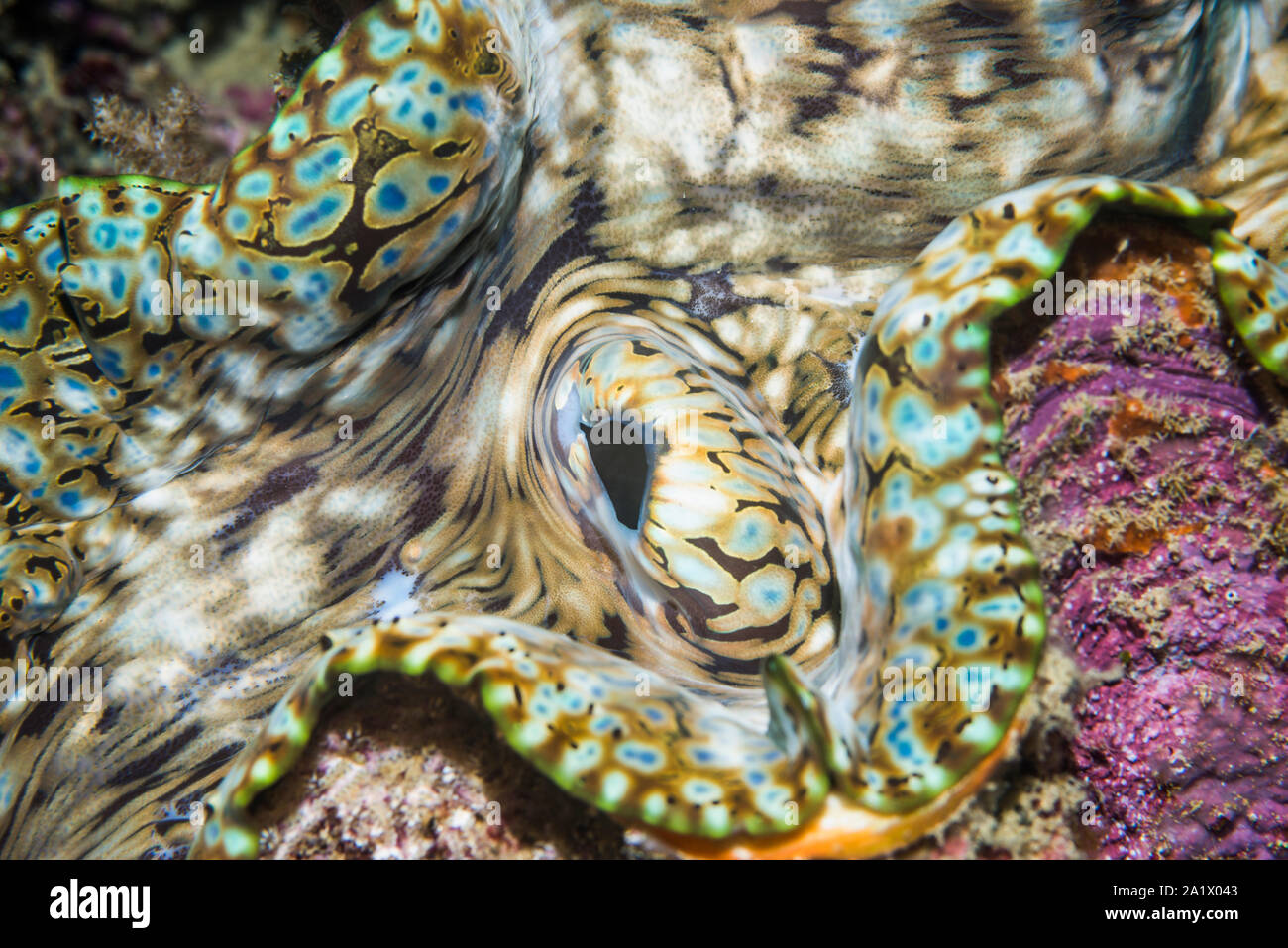 Giant Clam Tridacna Gigas High Resolution Stock Photography and Images ...