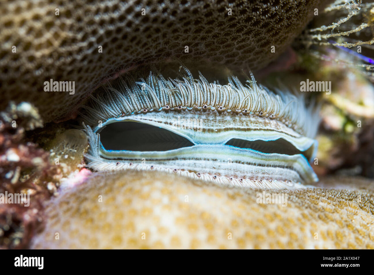 Live Scallops Eyes