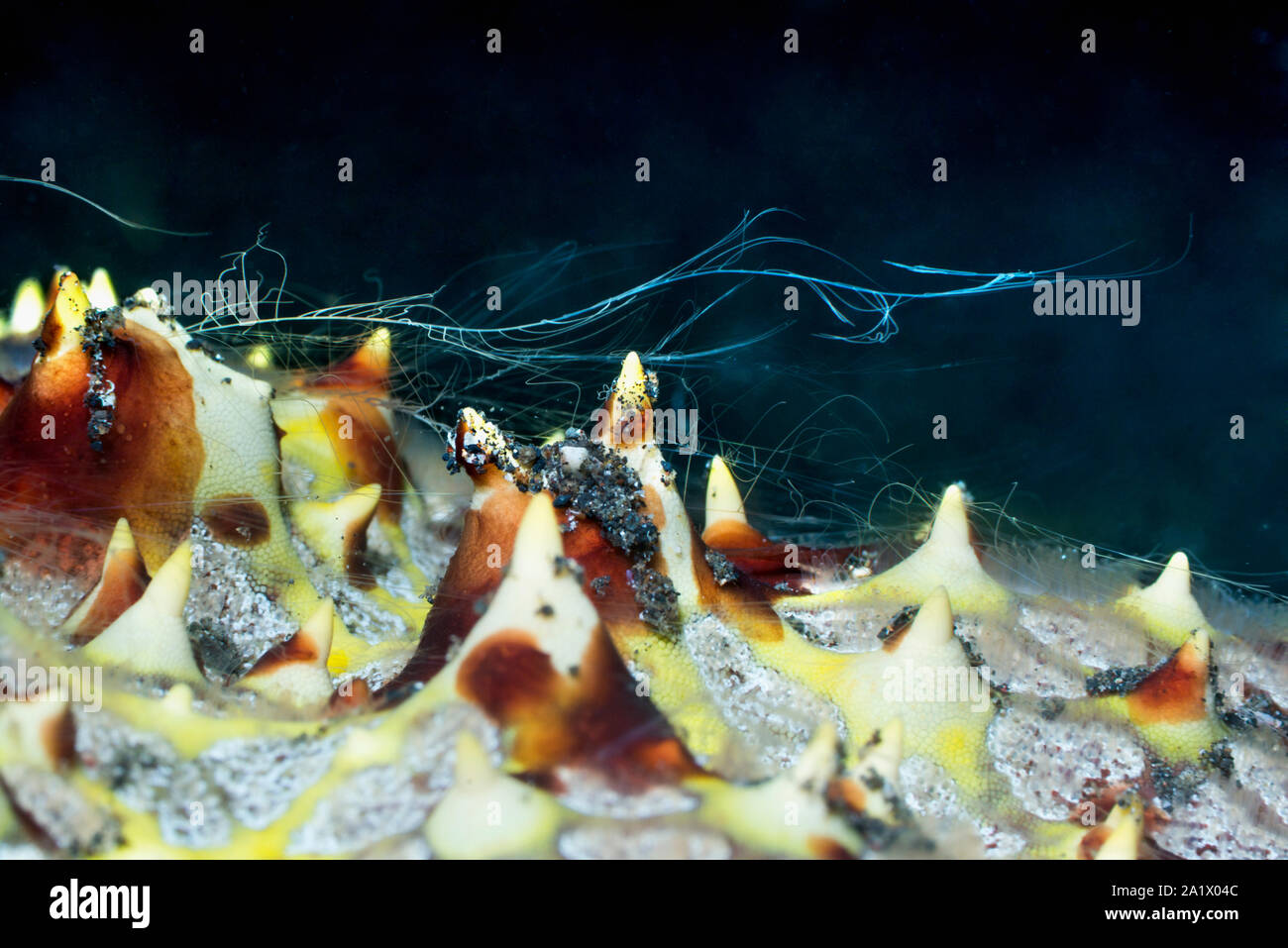Comb jellies on Honeycomb Sea Star [Pentaceraster alveolatus]. Lembeh ...