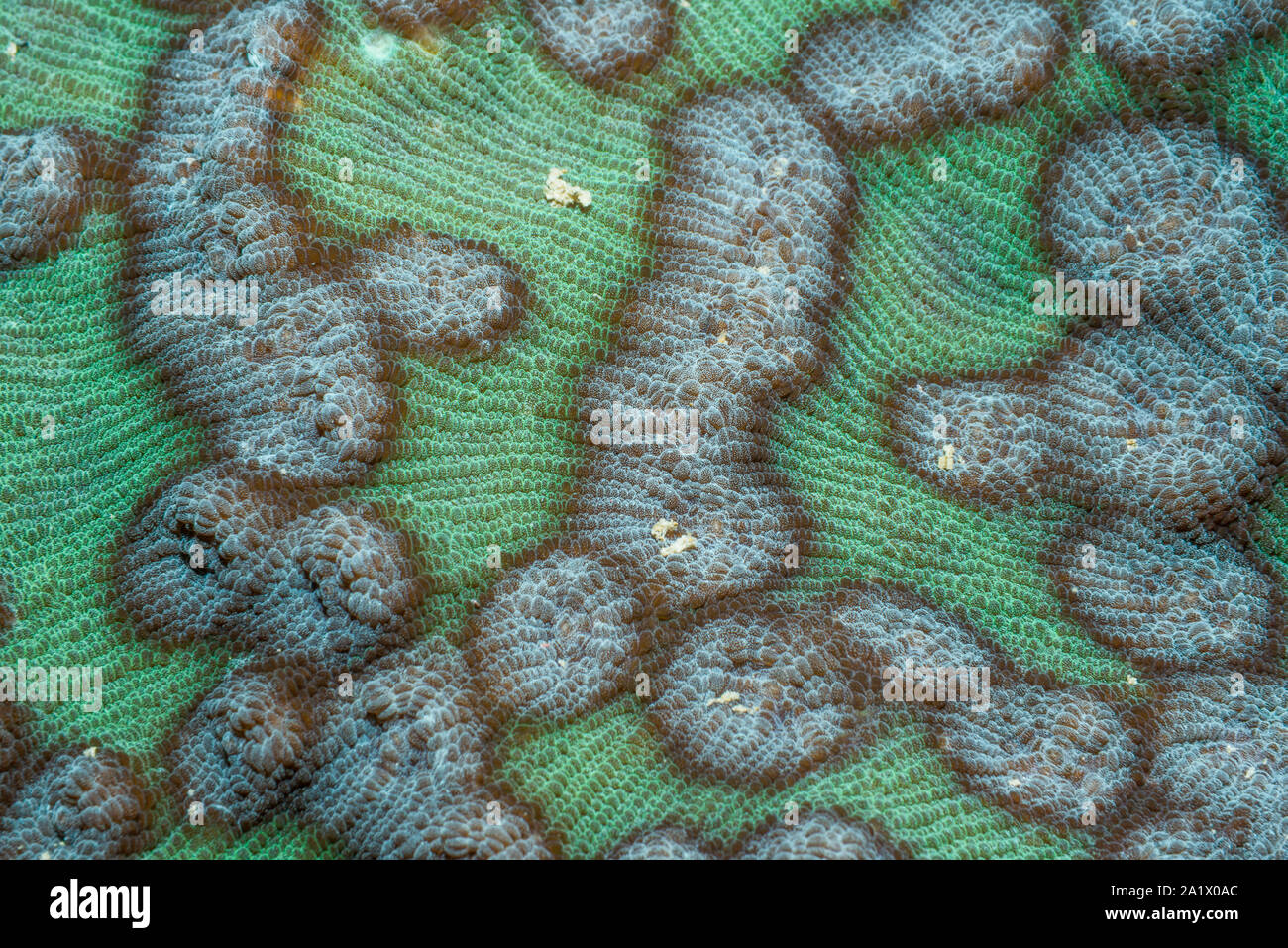 Pattern on stony coral. West Papua, Indonesia. Indo-West Pacific Stock ...