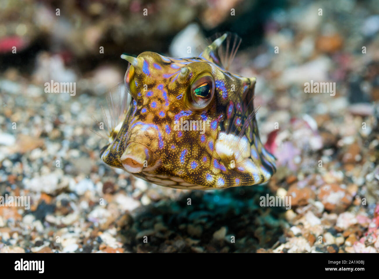 Spiny cowfish hi-res stock photography and images - Alamy