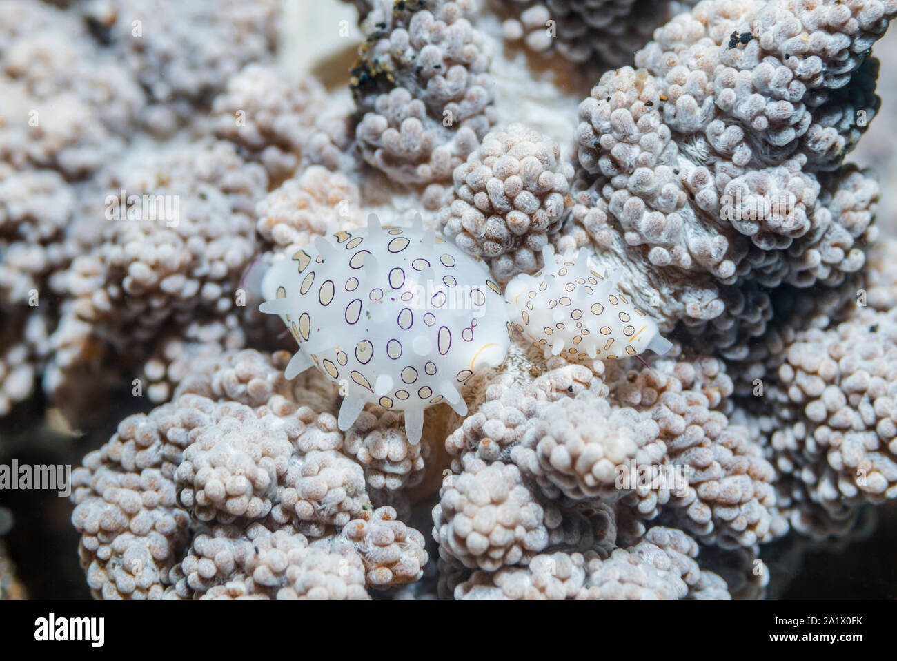 Margarita egg cowrie diminovula margarita hi-res stock photography and ...