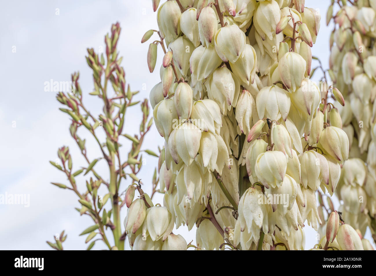 Yucca cornwall hi-res stock photography and images - Alamy
