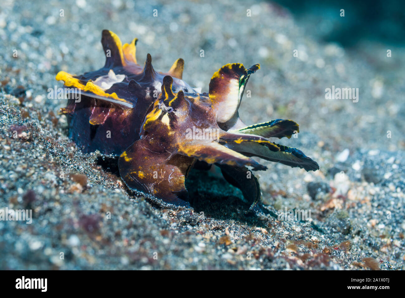 Pfeffer's Flamboyant Cuttlefish [Metasepia pfefferi] in hunting mode ...