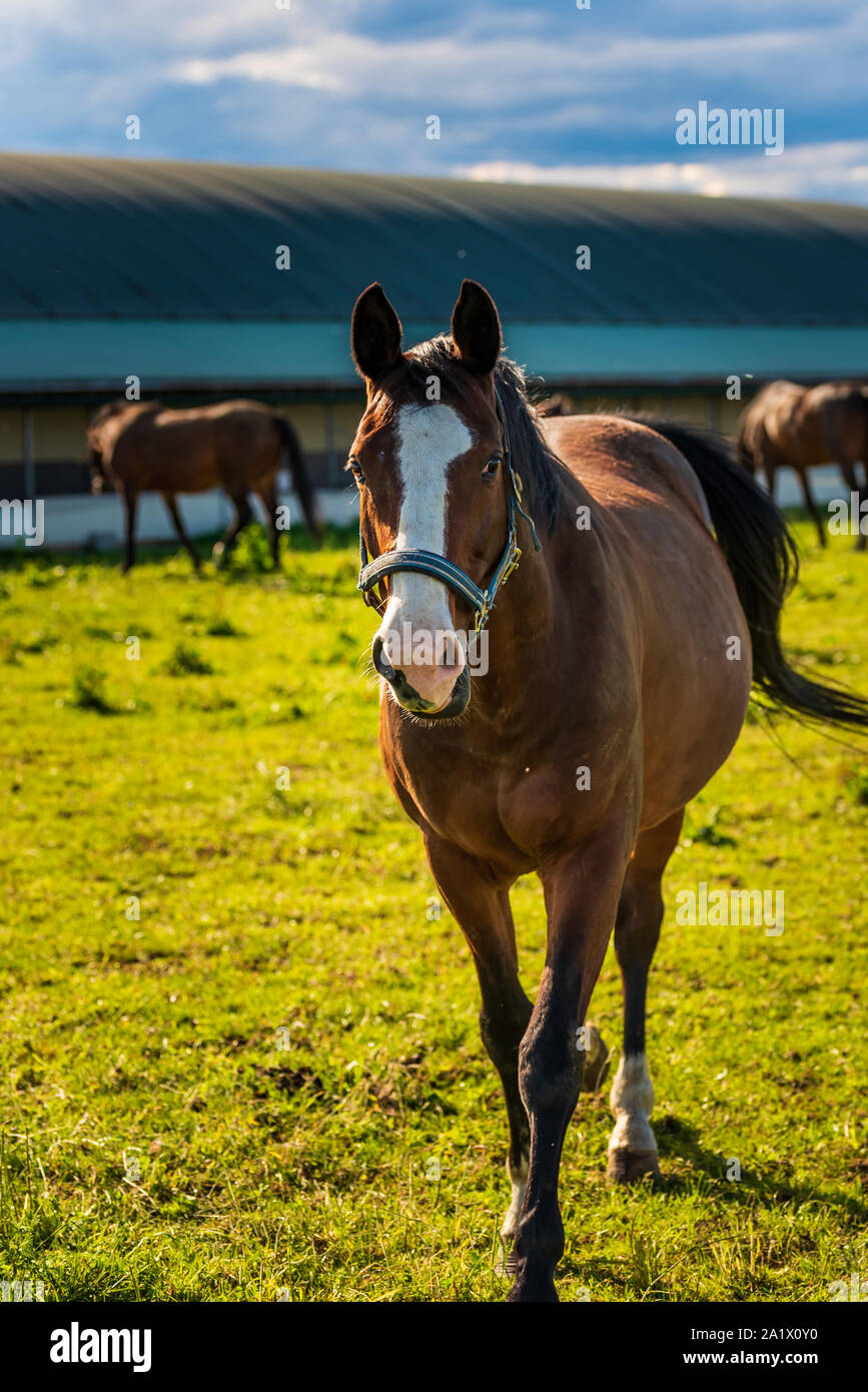 Horses running towards camera hi-res stock photography and images - Alamy