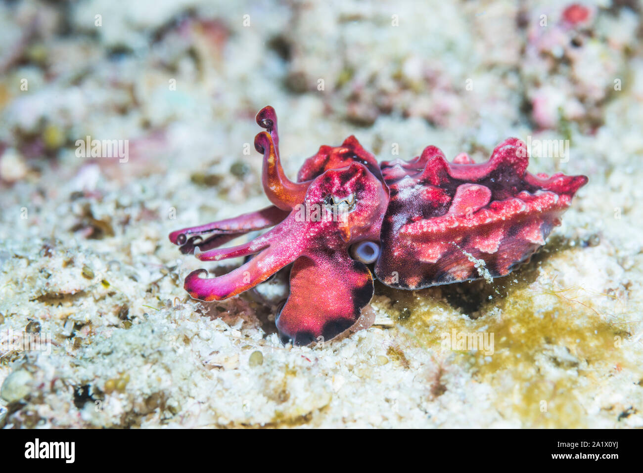 Juvenile cuttlefish hi-res stock photography and images - Alamy