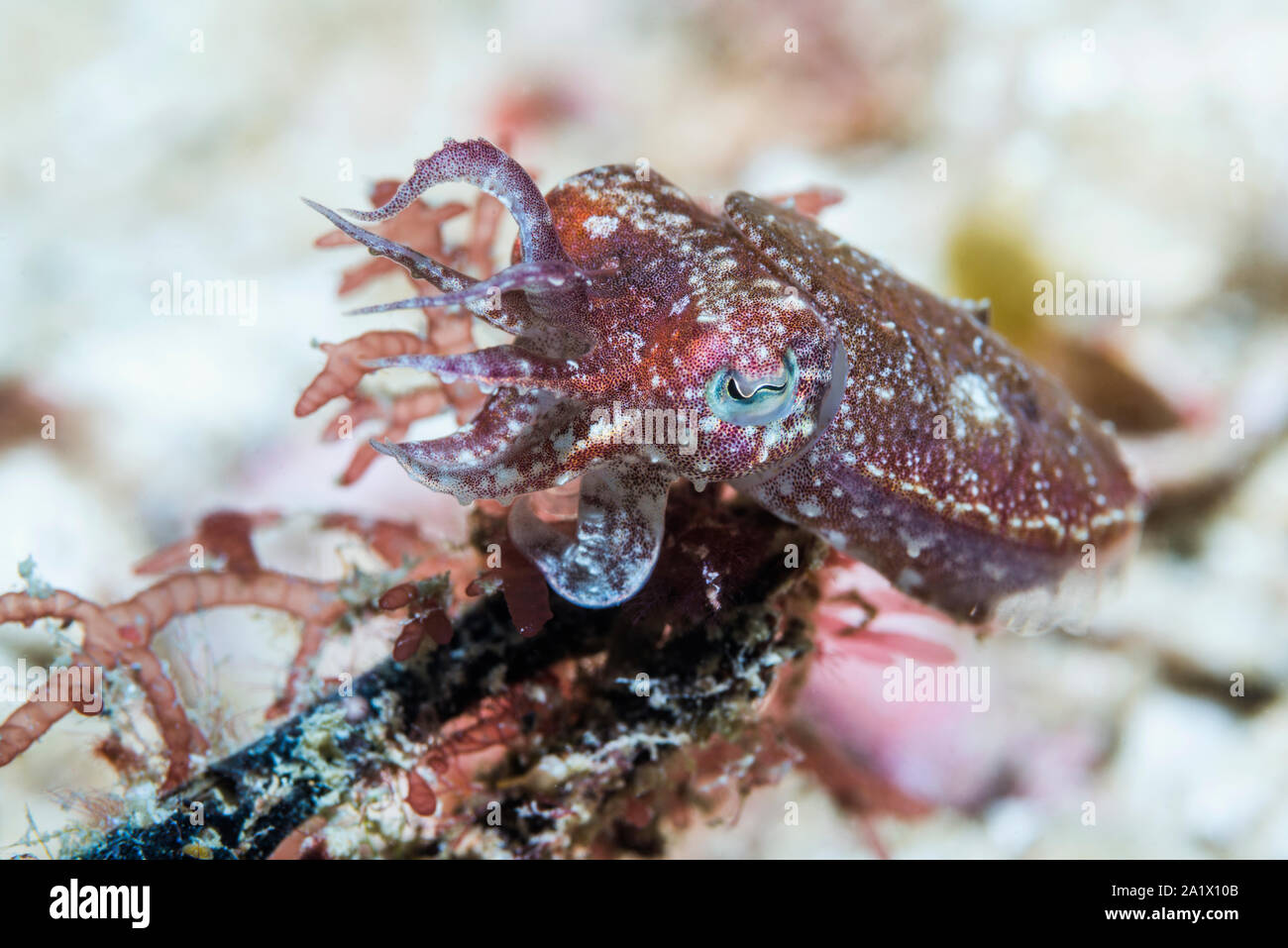 Crinoid cuttlefish [Sepia sp.]. West Papua, Indonesia. Indo-West ...