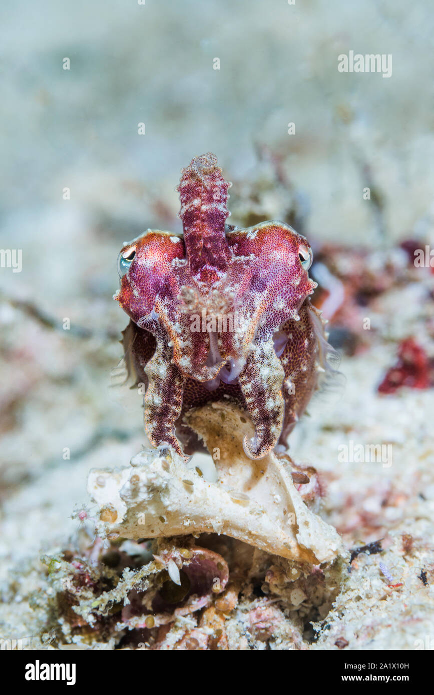 Crinoid cuttlefish [Sepia sp.]. West Papua, Indonesia. Indo-West ...