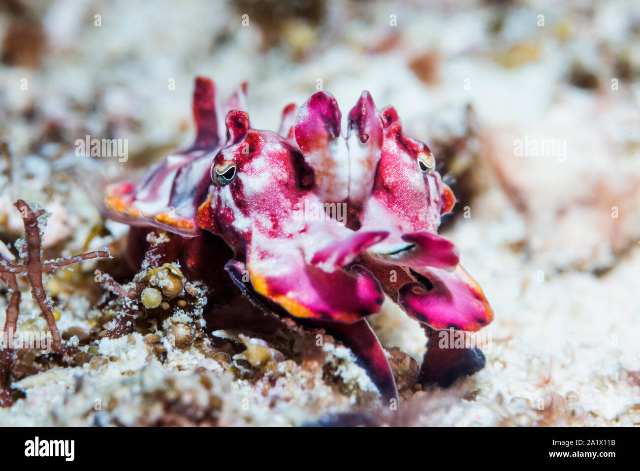 Flambouyant Cuttlefish [Metasepia pfefferi], juveniles are particularly ...