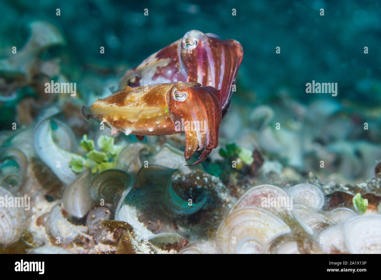 Broadclub cuttlefish pair hi-res stock photography and images - Alamy