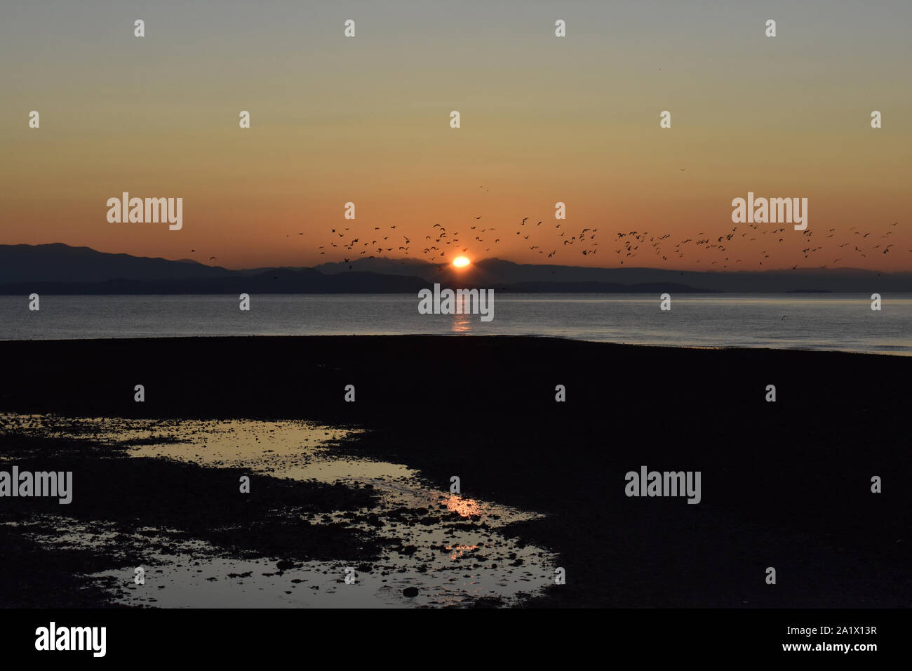 Birds Flying in the Sunrise in Qualicum Bay, British Columbia, Canada ...