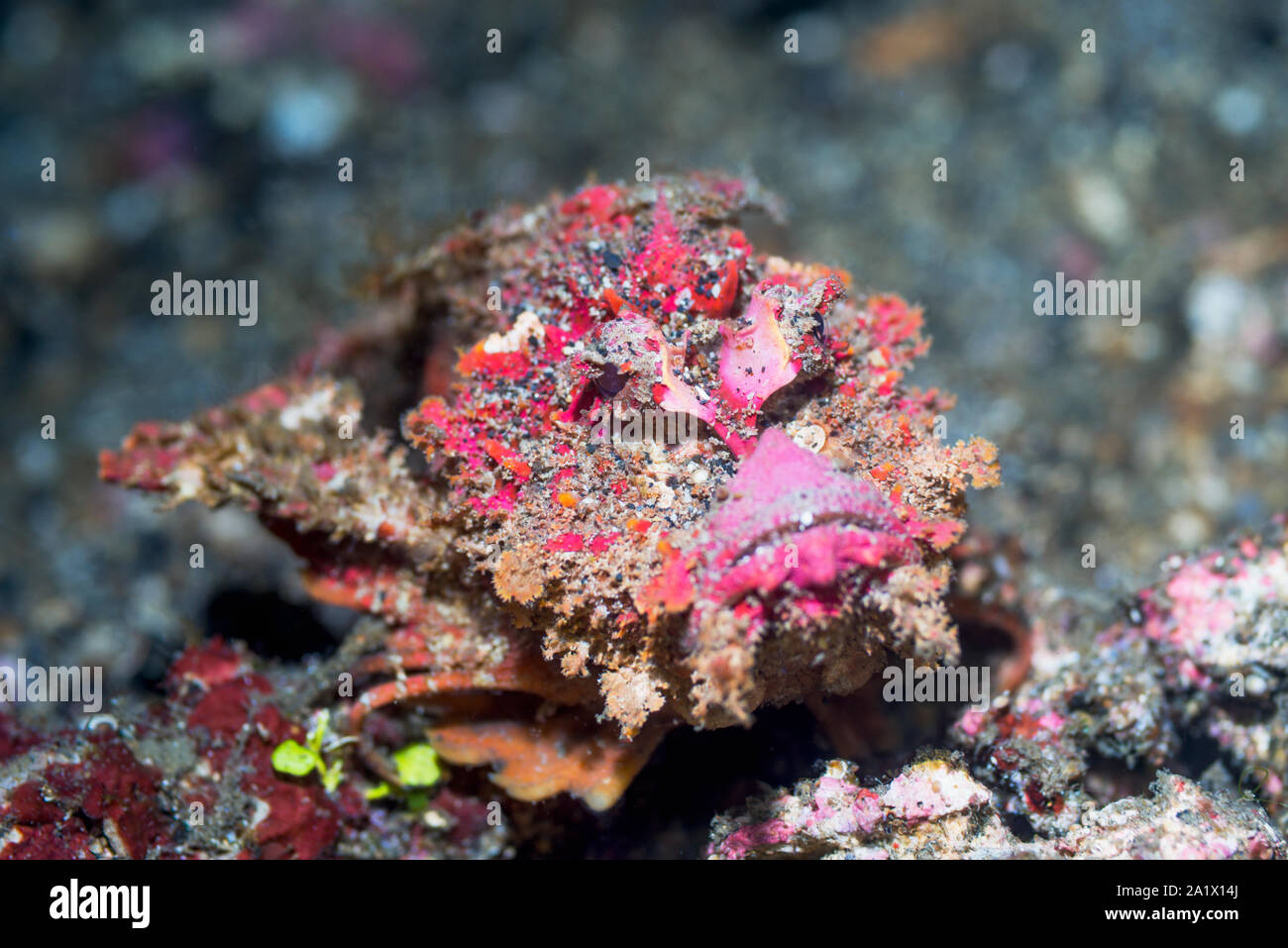 Devilfish or Stinger [Inimicus didactylus]. Lembeh Strait, North ...