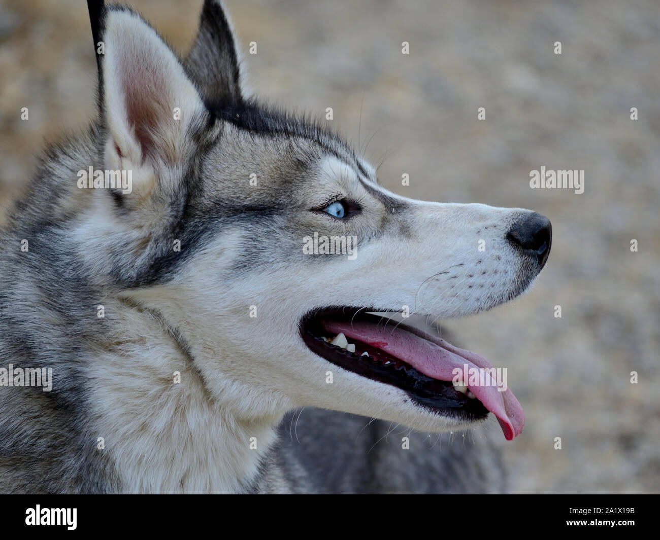 Dark Grey Husky