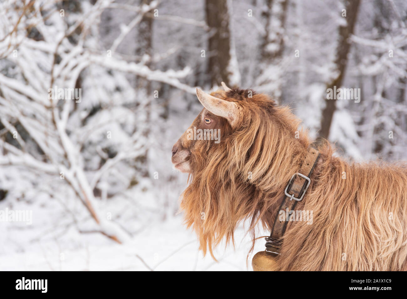 White winter landscape forest and fields countryside Goats in snowy ...