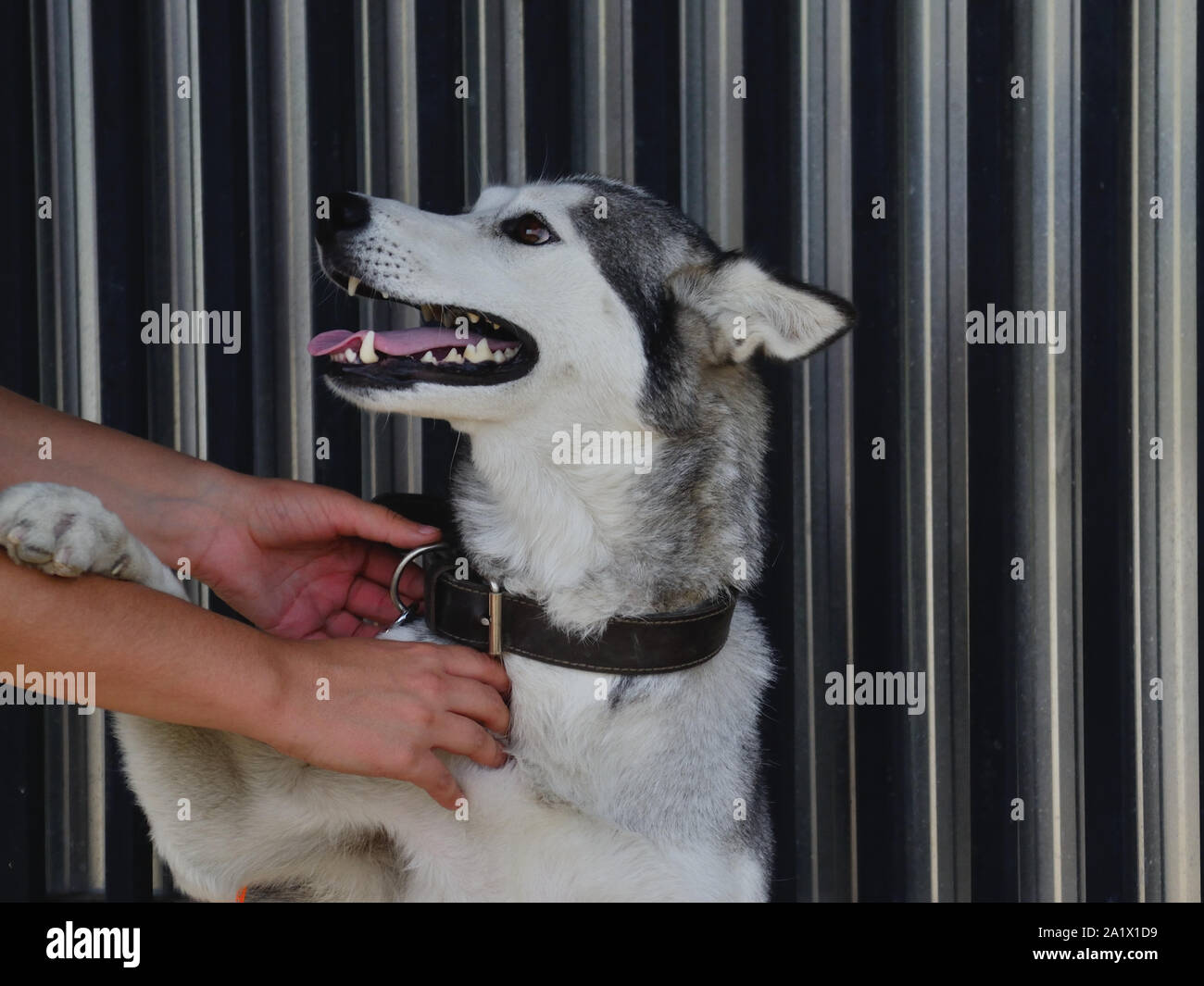 Light grey and white female Siberian Husky with brown eyes, Canis lupus ...