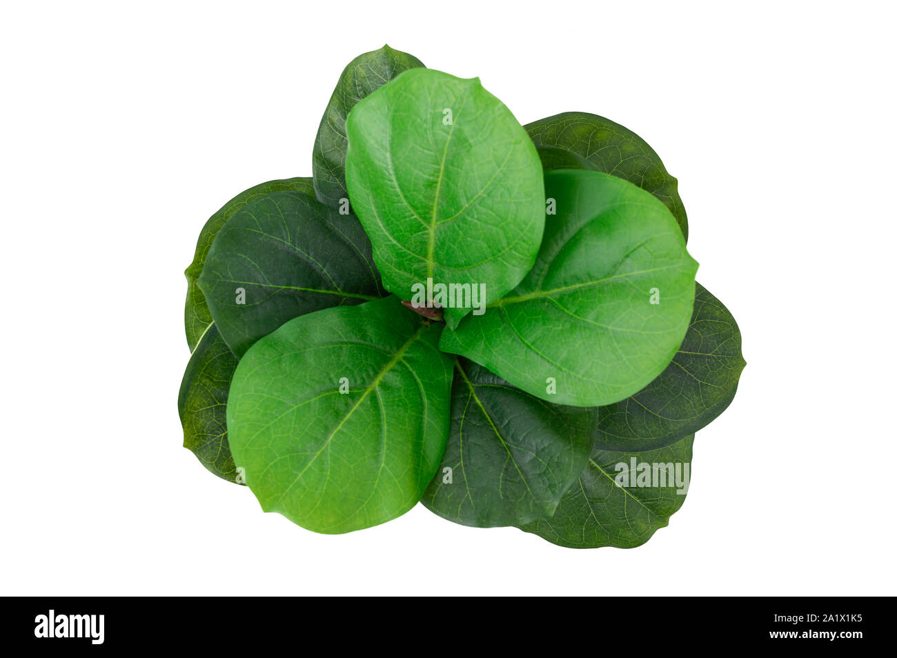Top view Small tree isolated on white background Stock Photo - Alamy