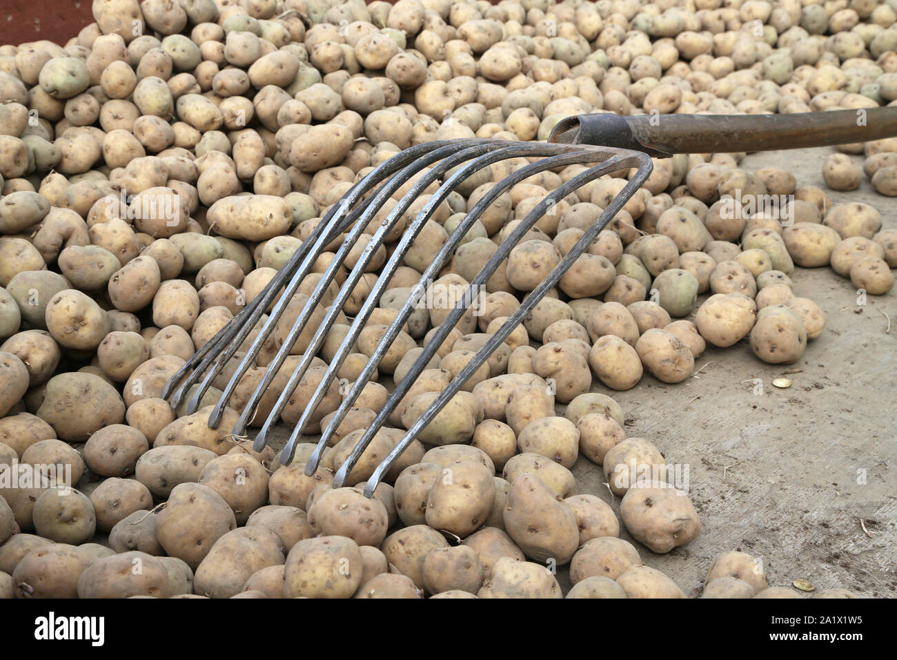 seed potatoes on a pickup truck with pitchfork Stock Photo - Alamy