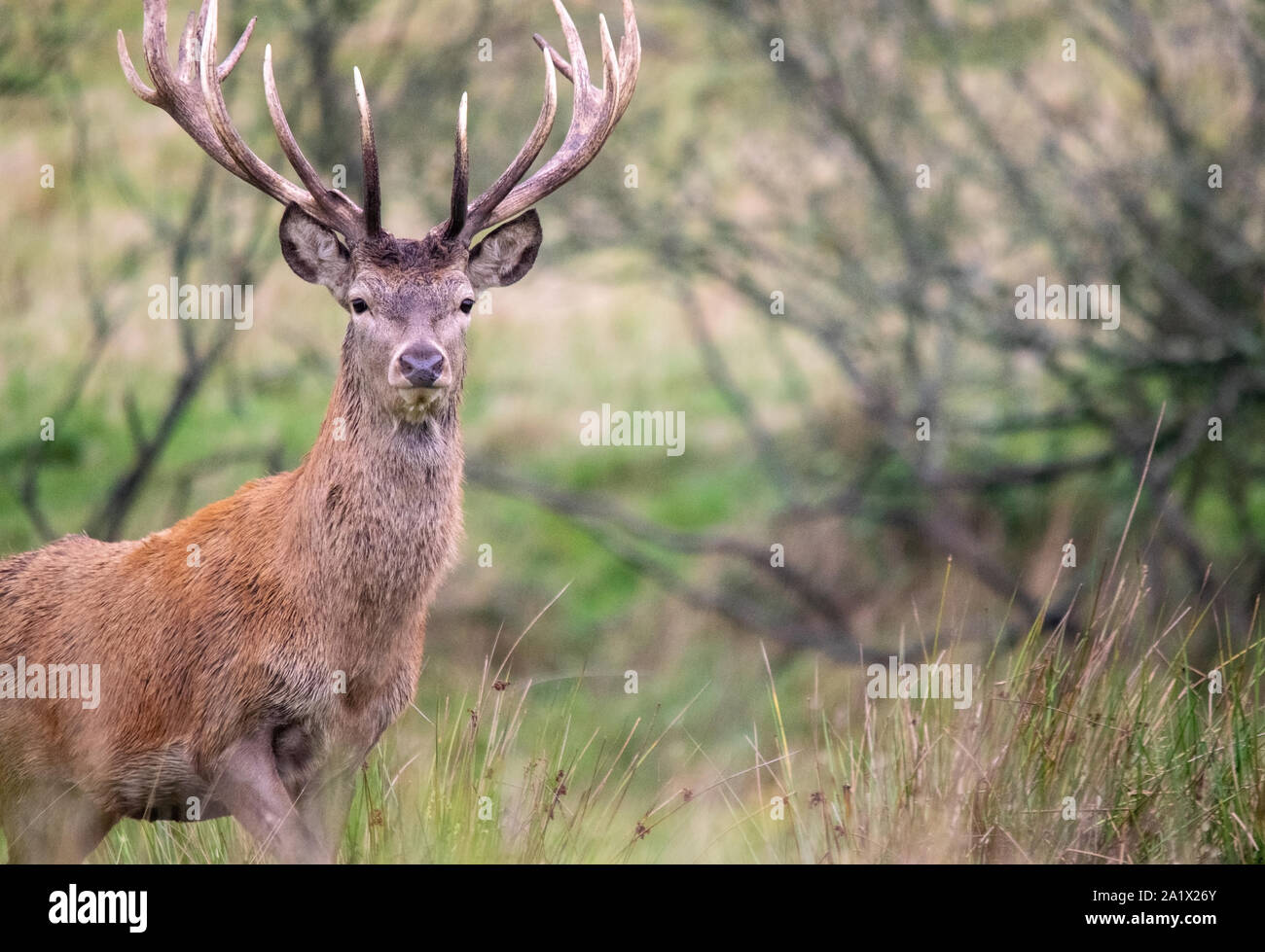 Red deer face hi-res stock photography and images - Alamy