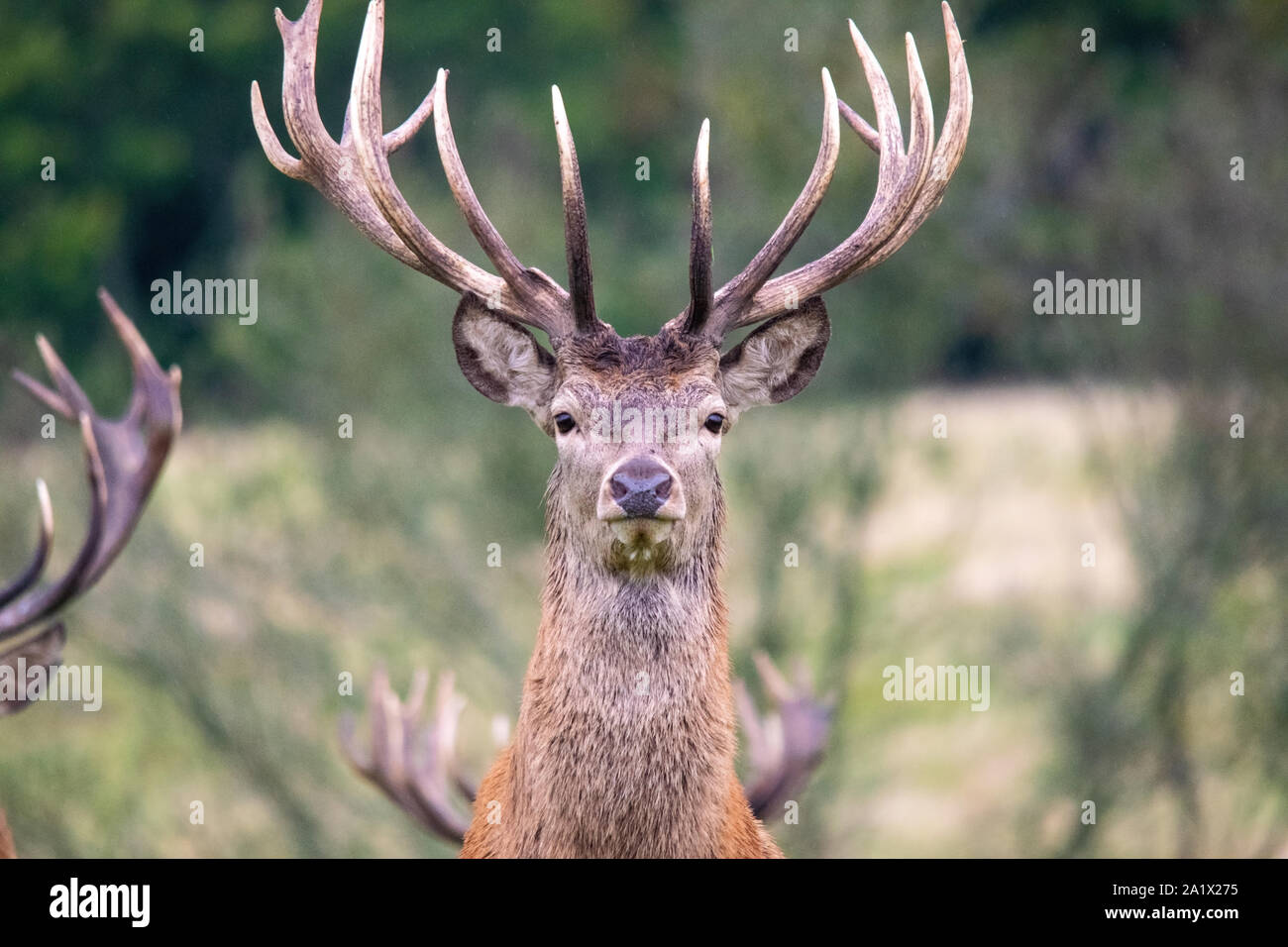 Red Deer Face High Resolution Stock Photography and Images - Alamy