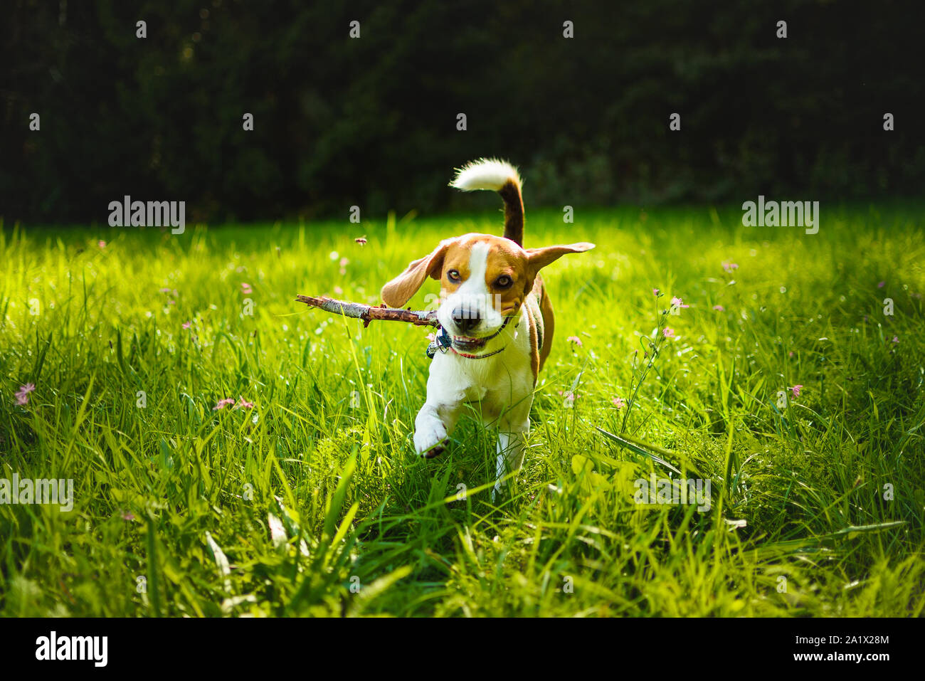 Fetch wooden beams hi-res stock photography and images - Alamy