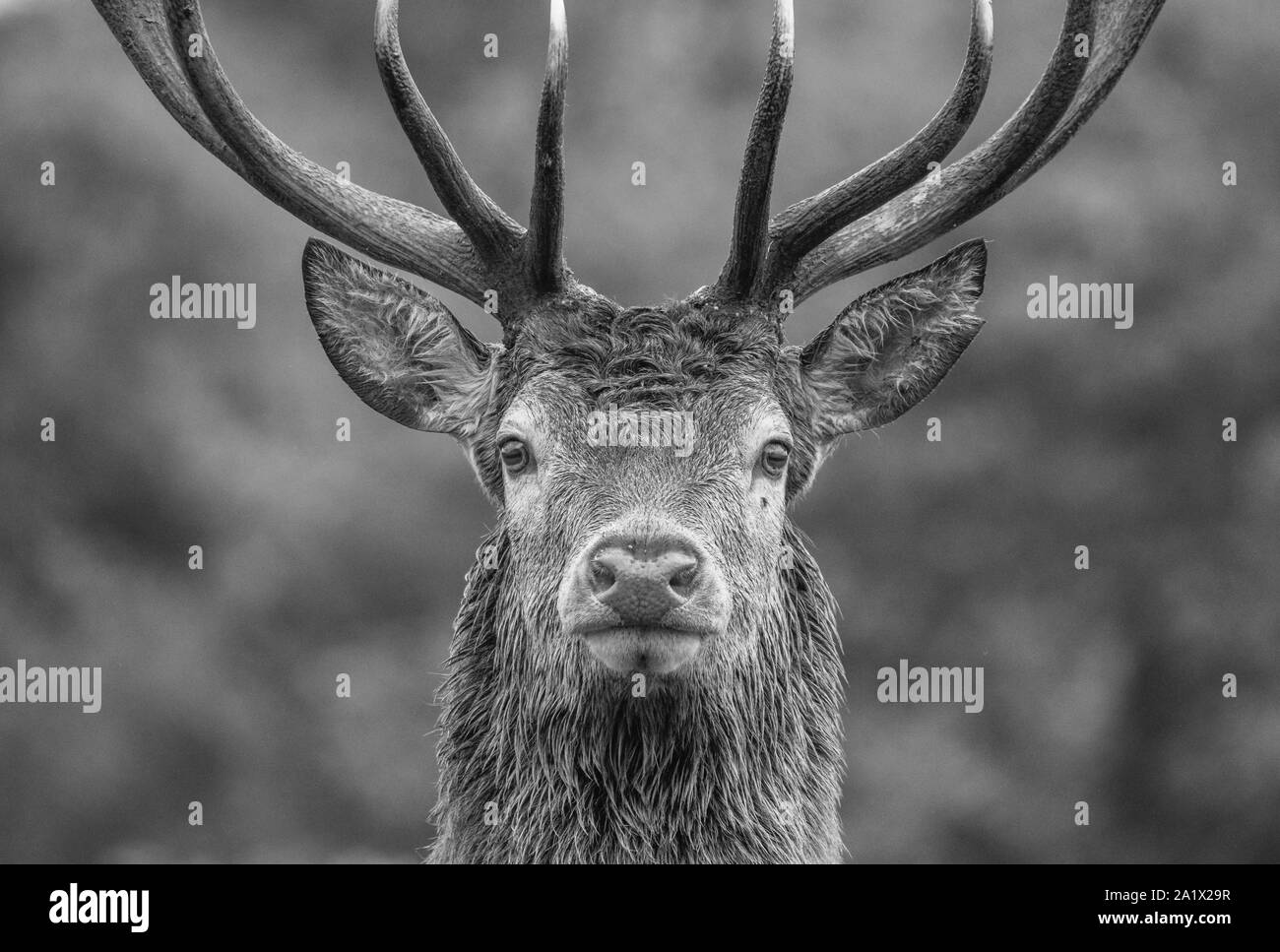 Deer Black and White Stock Photos & Images - Alamy
