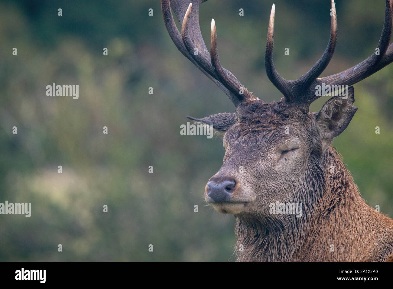 Red deer face hi-res stock photography and images - Alamy