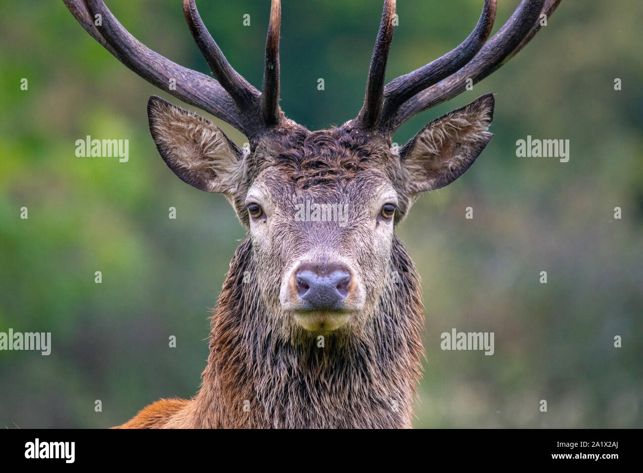 Red deer knepp castle hi-res stock photography and images - Alamy