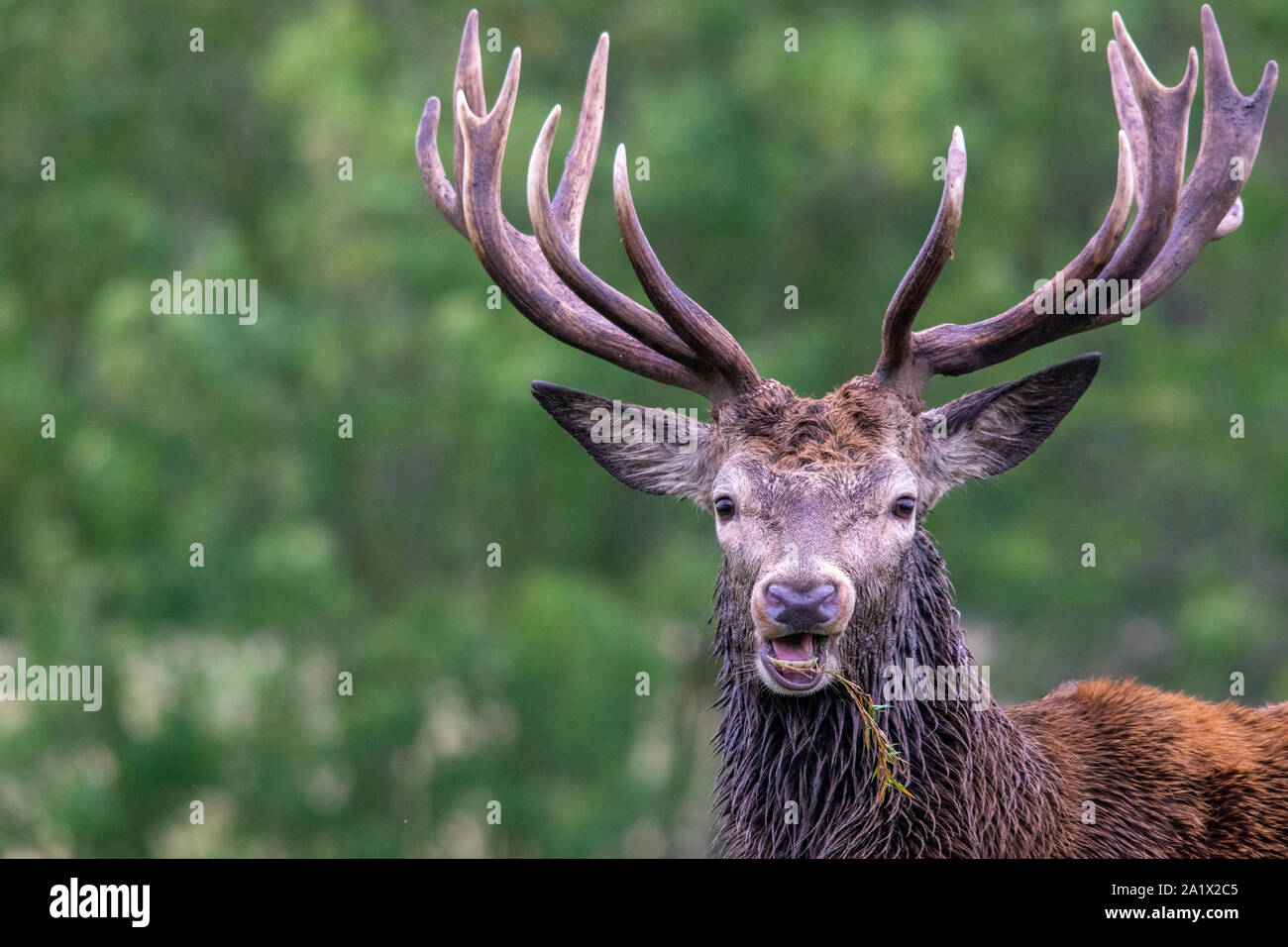 Red deer face hi-res stock photography and images - Alamy