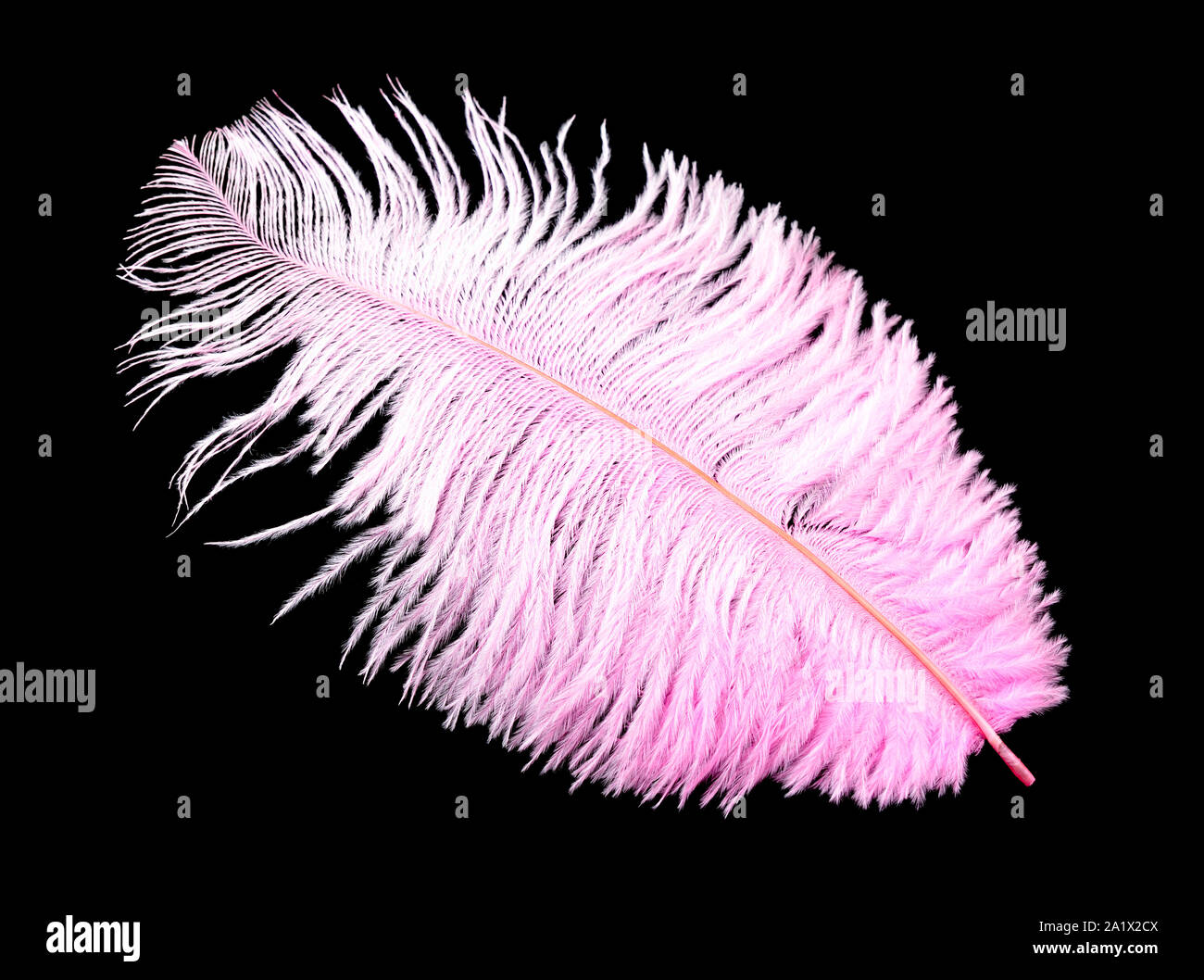 Colored ostrich feather isolated on black background Stock Photo - Alamy