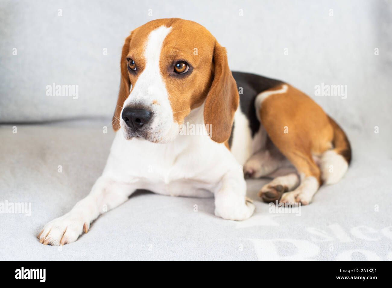 Purebred beagle lying on sofa Stock Photo - Alamy
