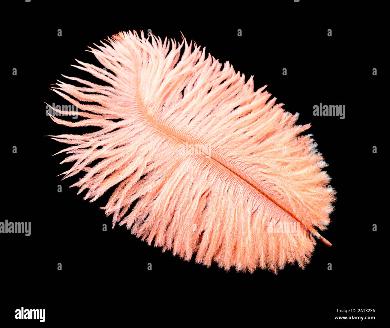 Colored ostrich feather isolated on black background Stock Photo - Alamy