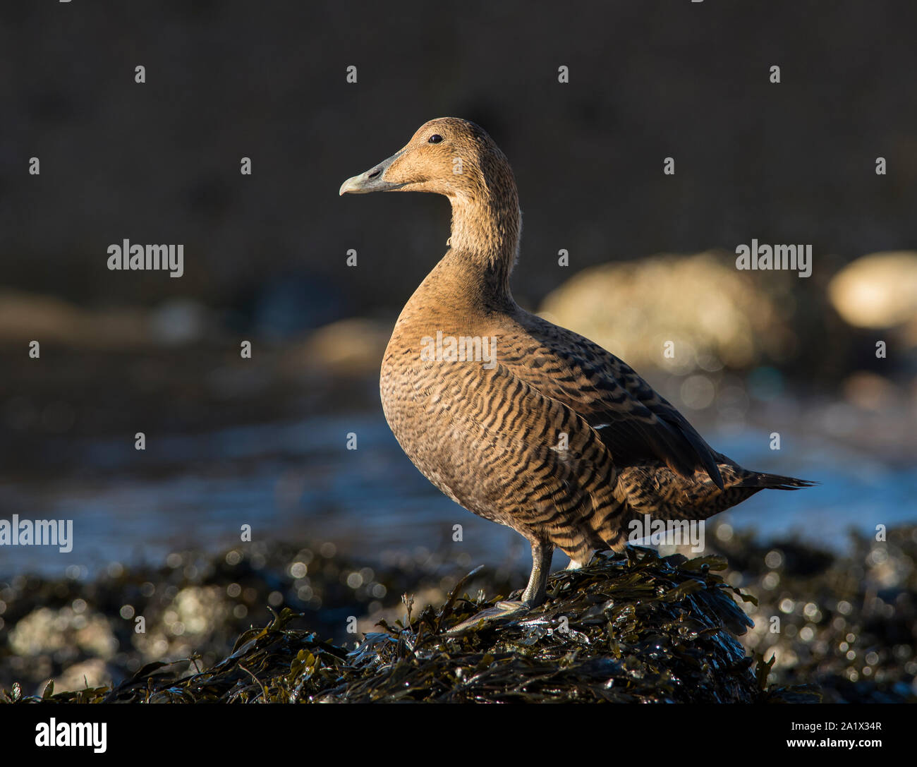 Female common eider duck in hi-res stock photography and images - Alamy