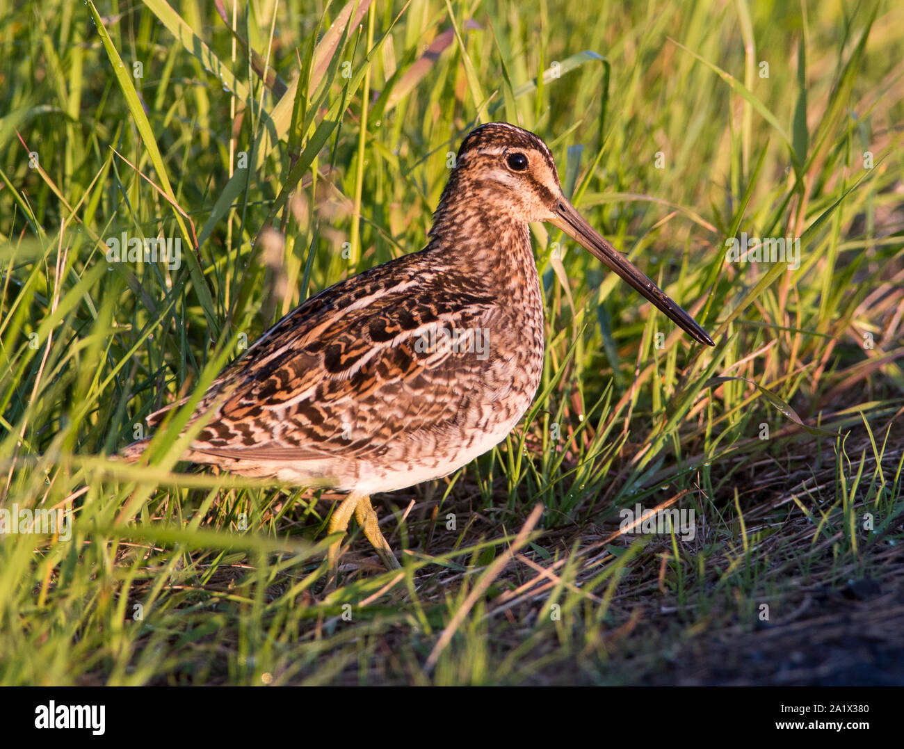 Common Snipe (Gallinago gallinago) sat in grassland in the Peak ...