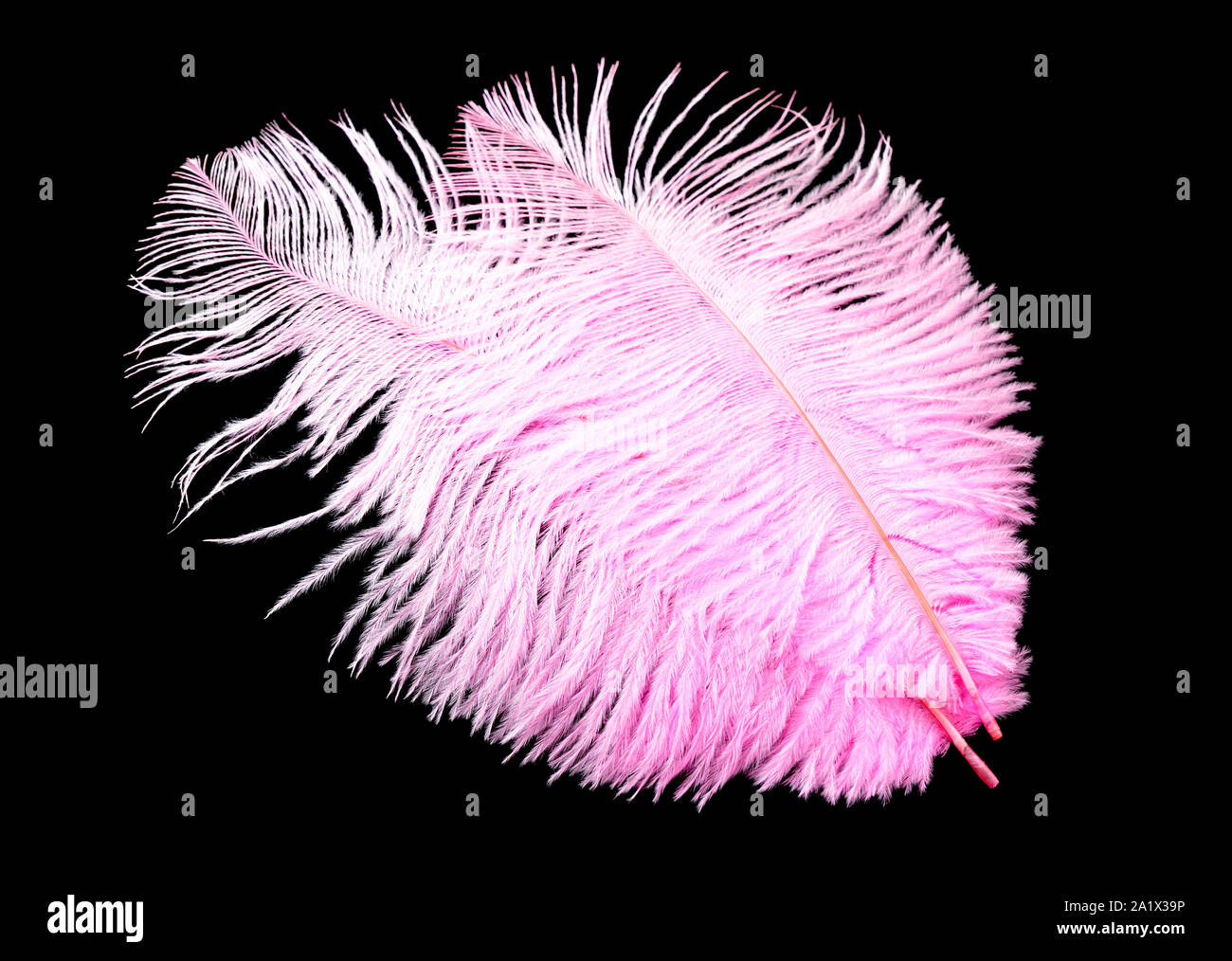 Colored ostrich feather isolated on black background Stock Photo - Alamy