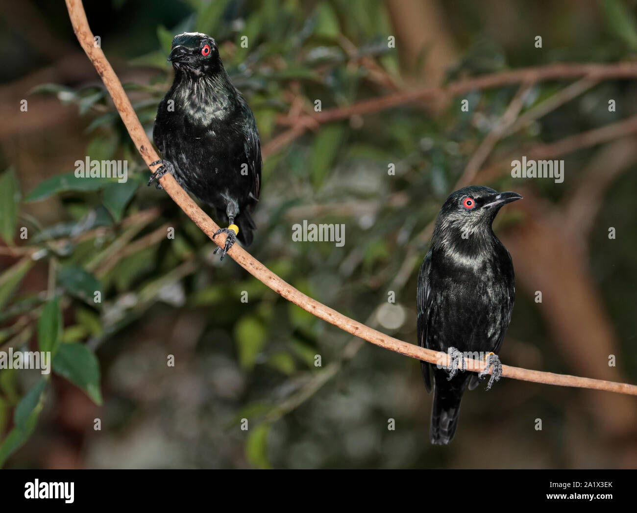 Asian Glossy Starlings (aplonis panayensis Stock Photo - Alamy