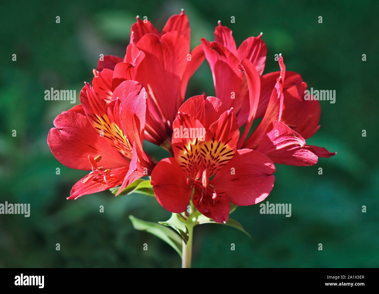 Alstroemeria Summer Red (Peruvian Lily Stock Photo - Alamy