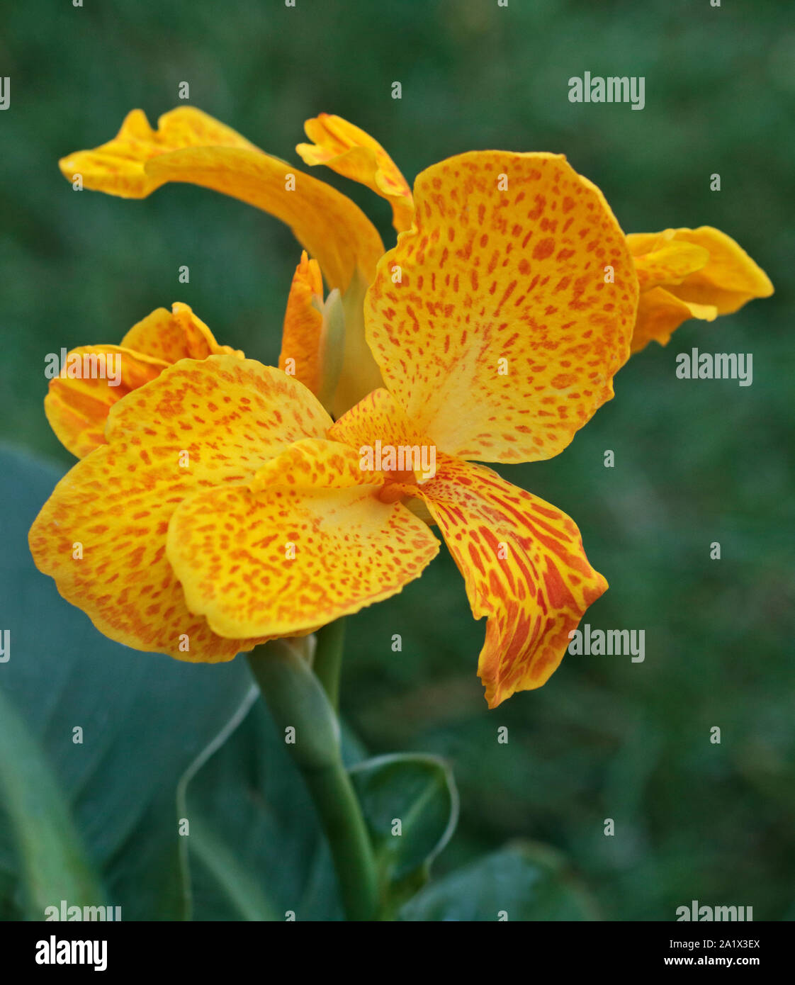 Spotty plant hi-res stock photography and images - Alamy