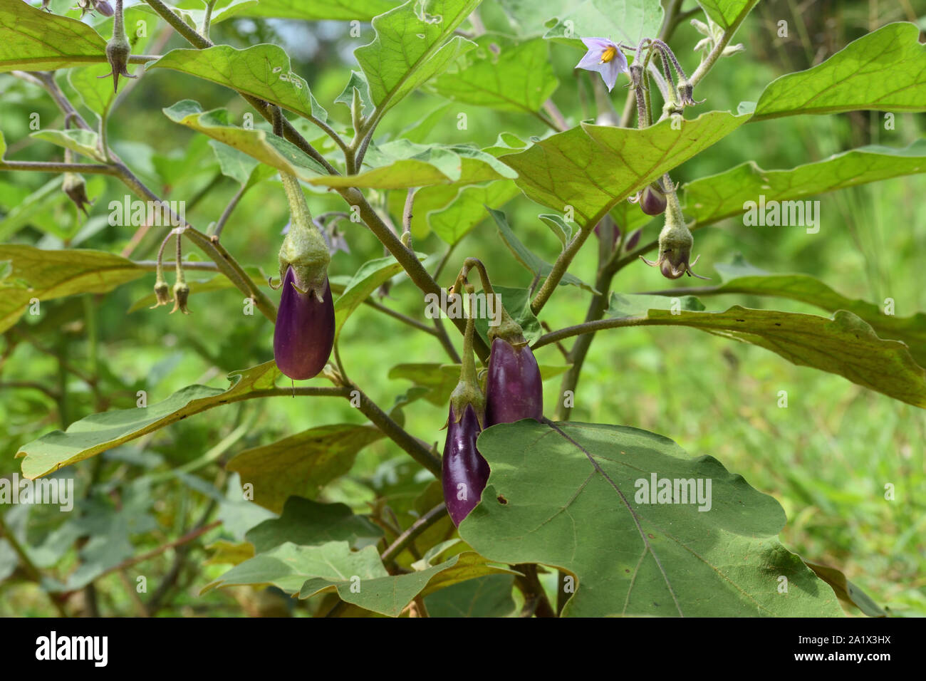 aubergines tree and fruit Stock Photo - Alamy