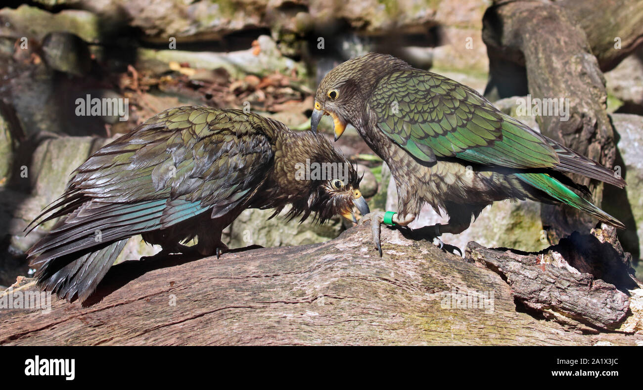 Pair of keas hi-res stock photography and images - Alamy