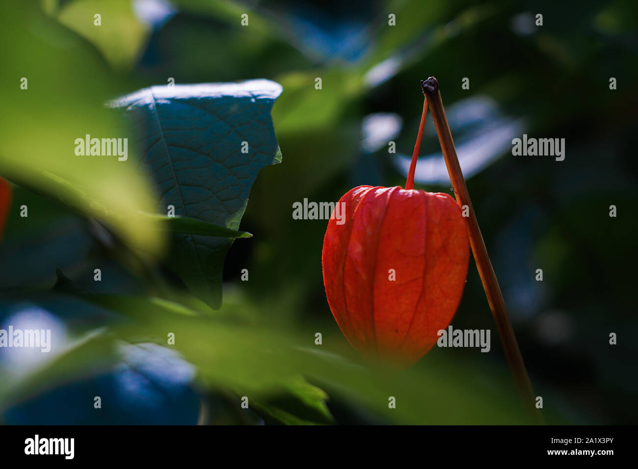 Contrast photography hi-res stock photography and images - Alamy