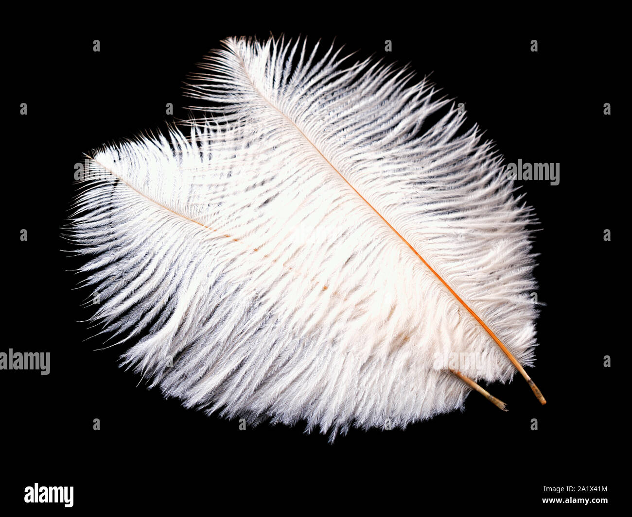 Colored ostrich feather isolated on black background Stock Photo - Alamy