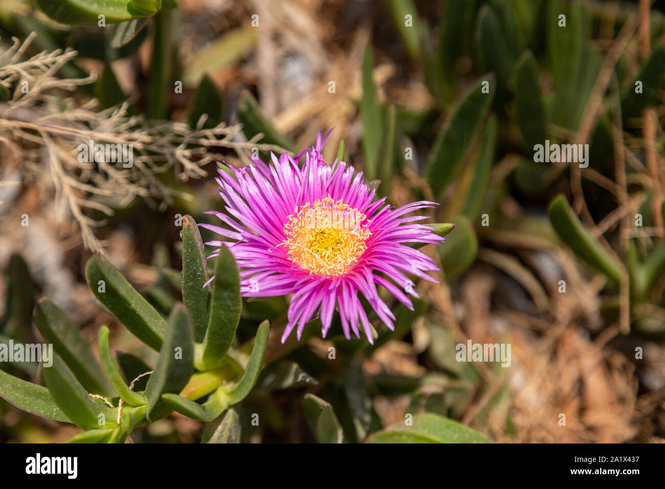 Vegetation on Rhodes island, Greece Stock Photo - Alamy