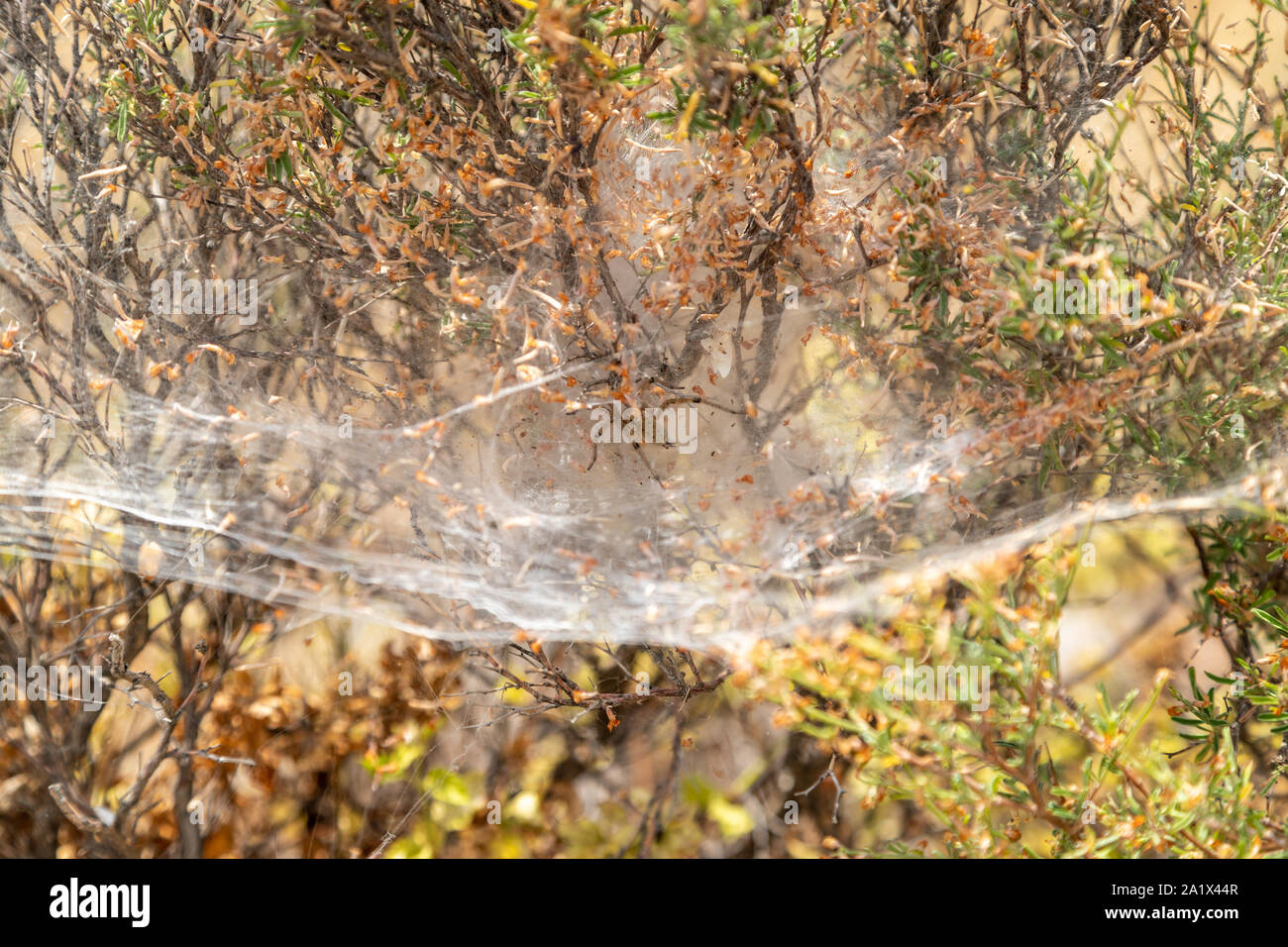 Spider sitting in her spider web at Rhodes island, Greece Stock Photo ...