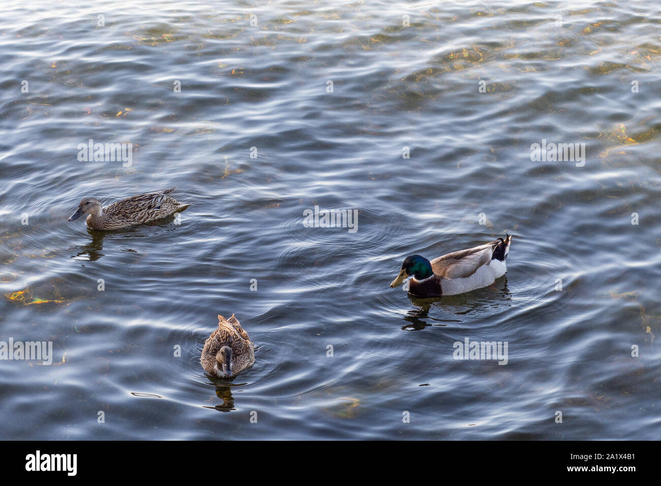 Ducks floating on a lake Stock Photo - Alamy