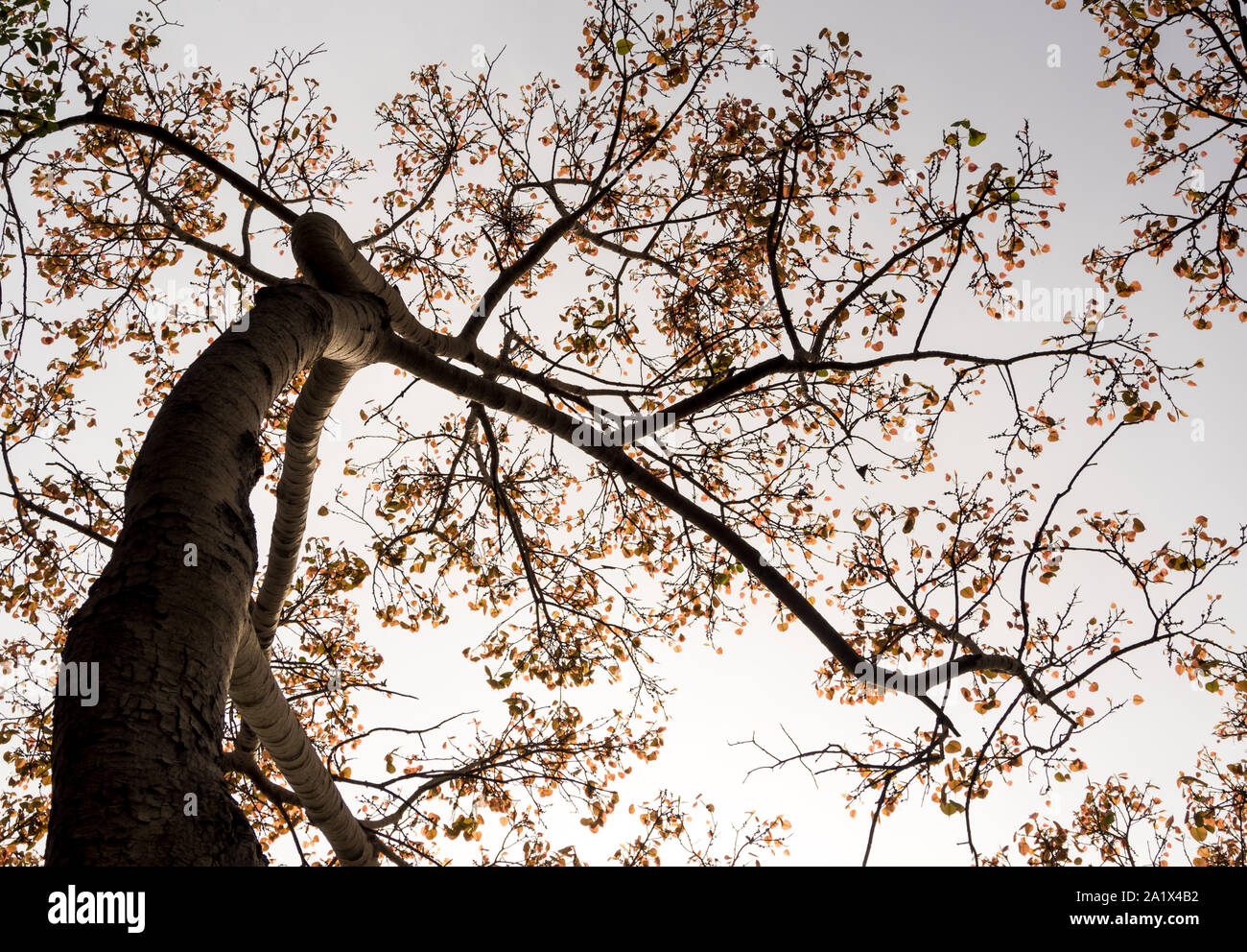 Fig tree point hi-res stock photography and images - Alamy