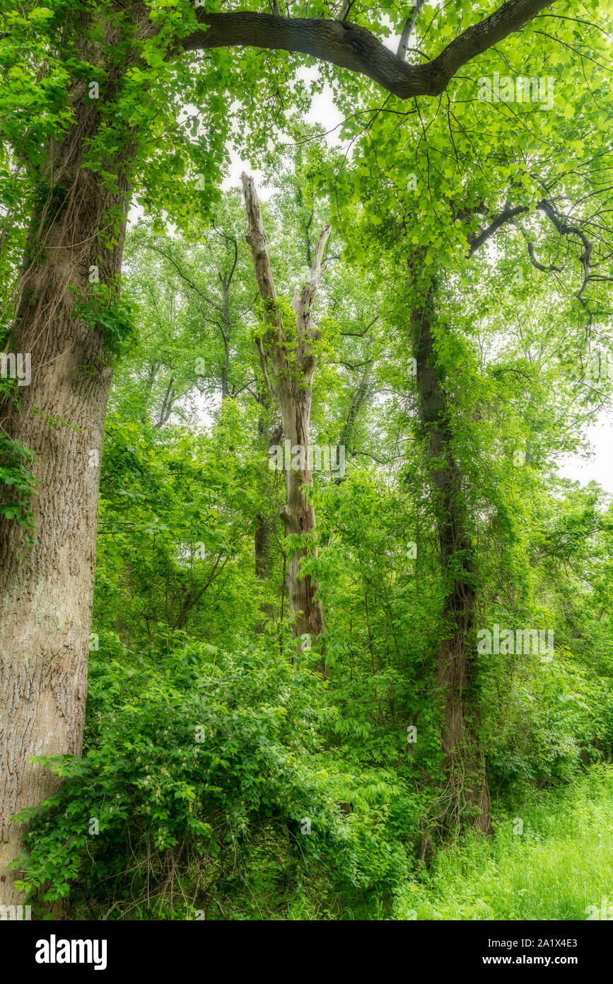 Trees covered with leaves in the forest at the Chesapeake and Ohio ...